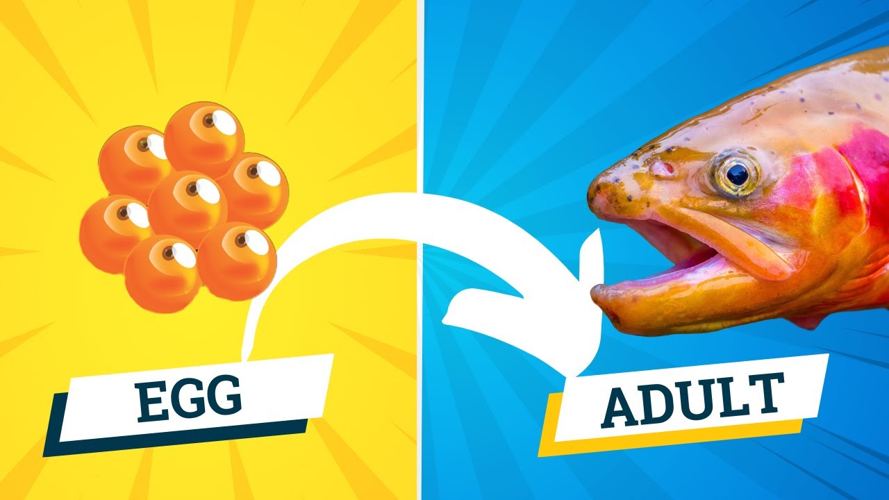 Fish Life Cycle - Egg to Adult in 5 Stages