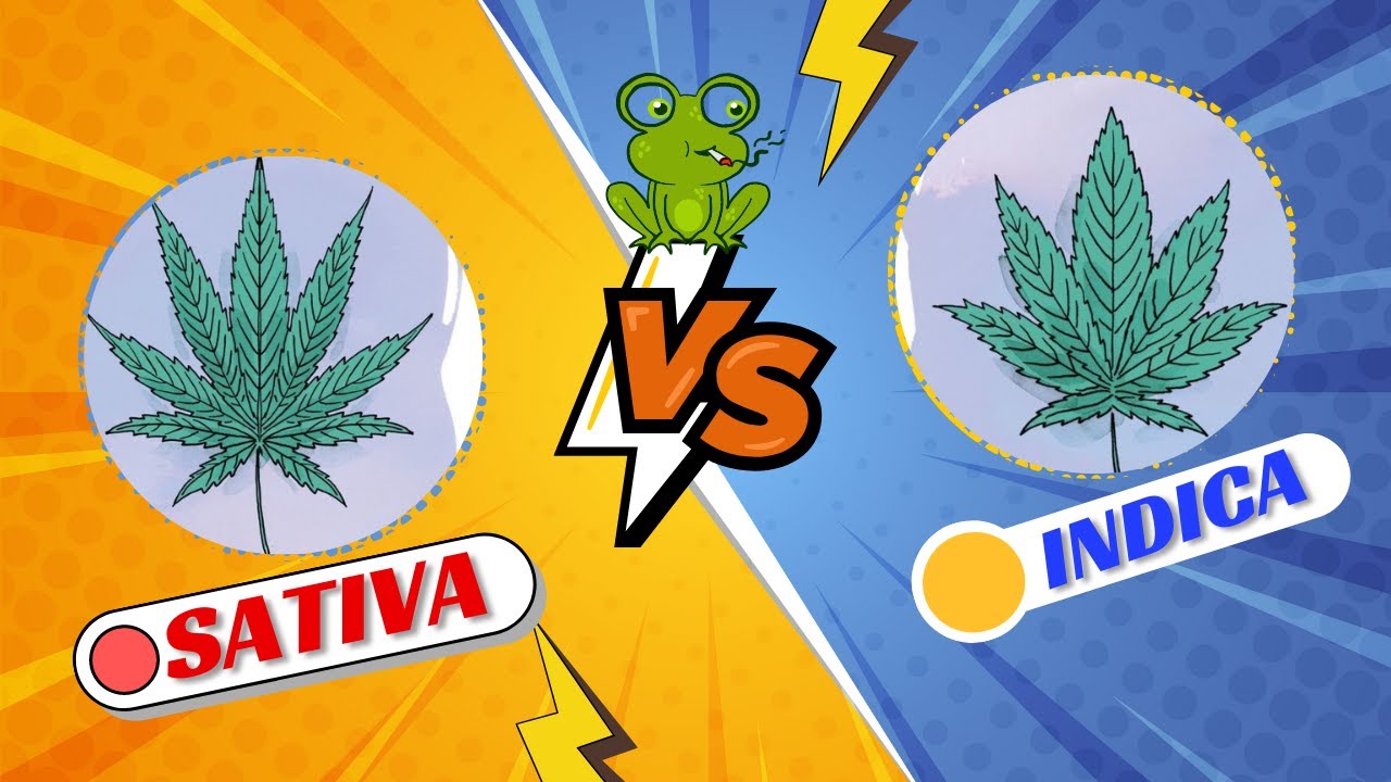 Sativa vs. Indica - 10 Differences Between Indica and Sativa