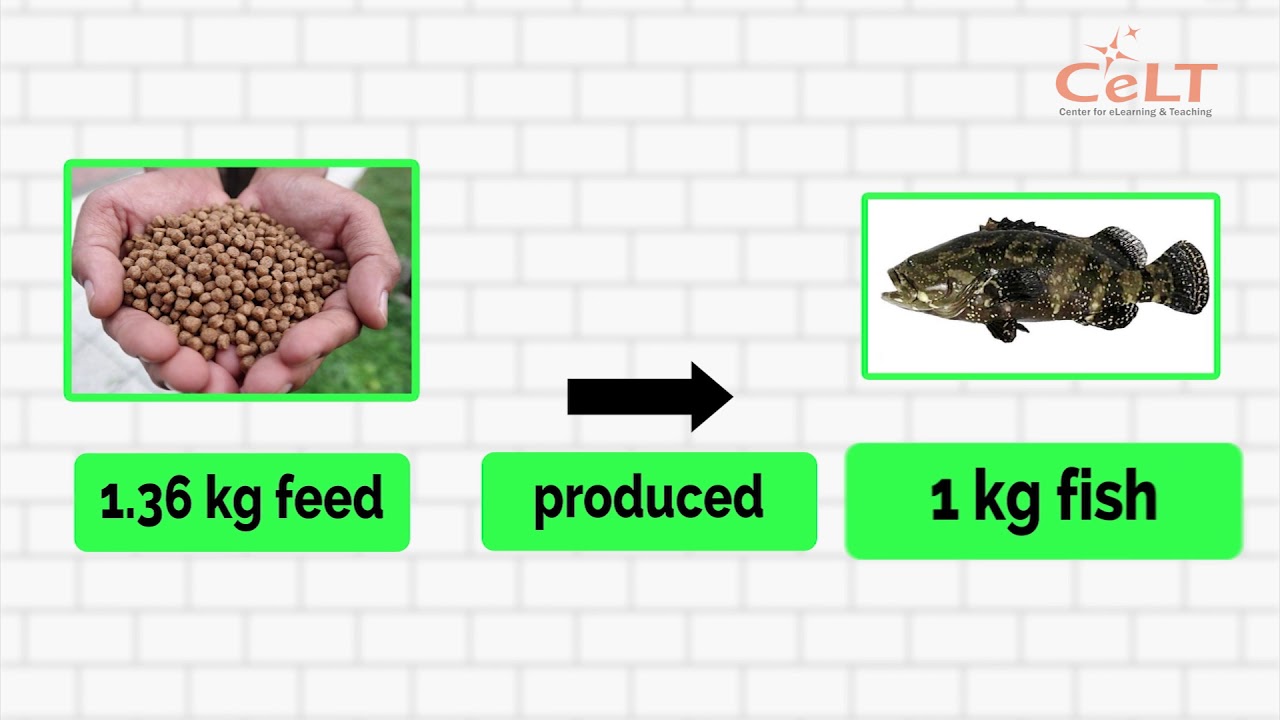 VIDEO #3 FEED CONVERSION RATIO FCR