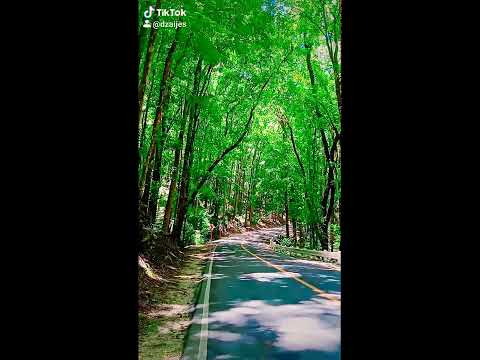 Man made forest | Bilar, Bohol