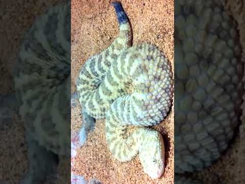 rattle'snake in earth🐍snak 💢#shorts #snakes #rattlesnake