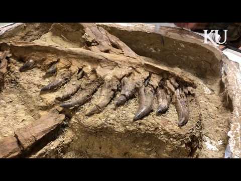 "One in a Million" Young T. Rex Fossil Found in Montana