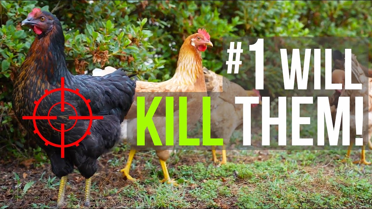 5 Things You NEVER FEED Your Chickens!