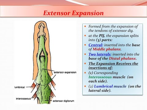 The aponeurotic Extensor expansion of the fingers; Formation and function