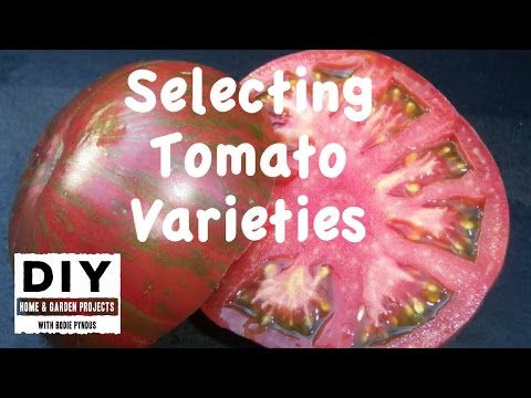 Selecting Tomato Varieties