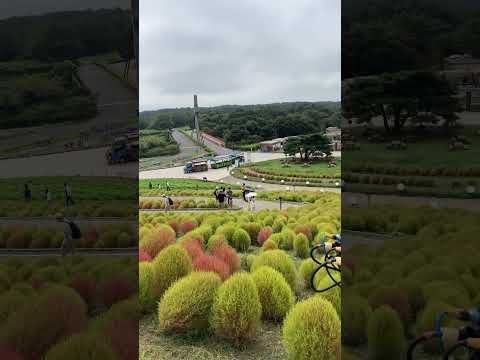 FLUFFY grasses (kochia scoparia) 🥰🥰#shortsvideo #Kochiascoparia #japantravel #beautiful
