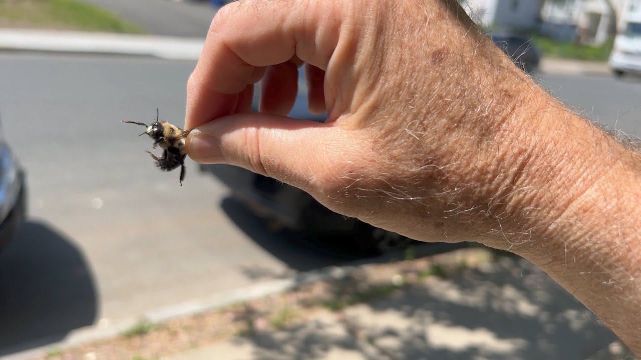 All About Carpenter Bees - May 2023