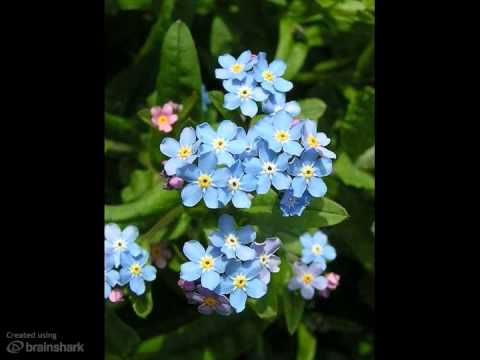 From Alaska (Forget-me-not)