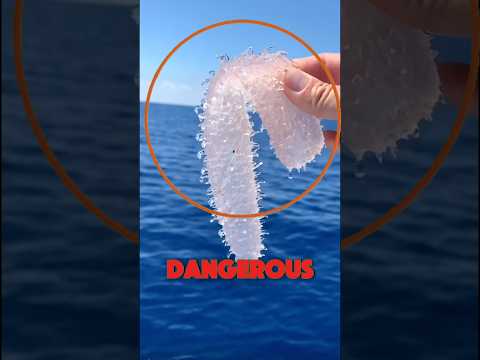 Most Dangerous Sea Creature ????