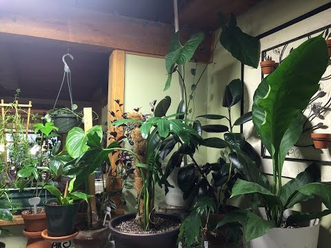 Part 4 Living Room Tour Selloum, Anthurium and more.