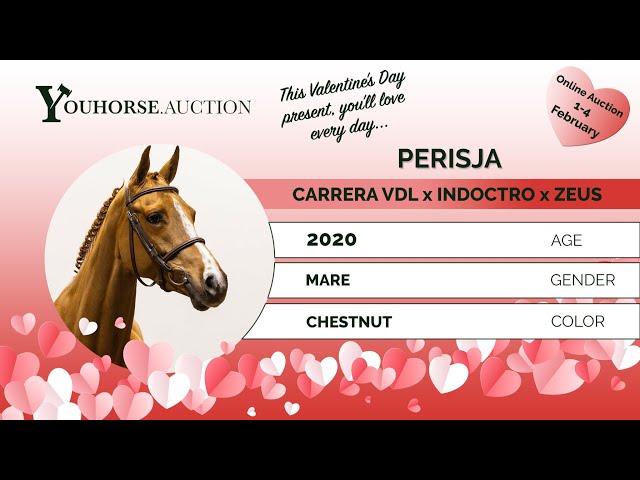 Youhorse.auction | Perisja