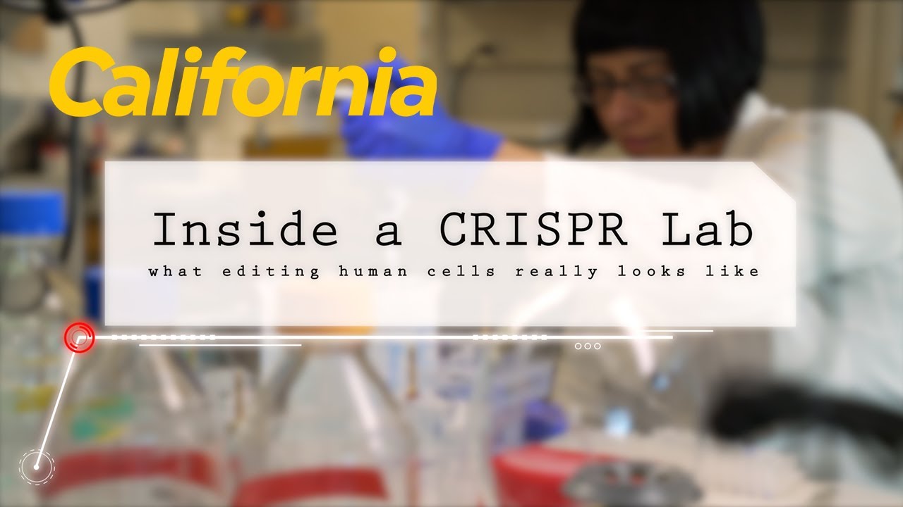 Inside a CRISPR Lab