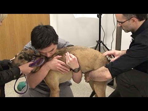 Dog spinal disc problems: the initial consult