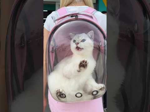 I lost my kitten on the street???? #cat #cats
