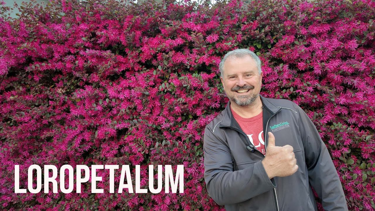 All About Loropetalum - Fringe Flower