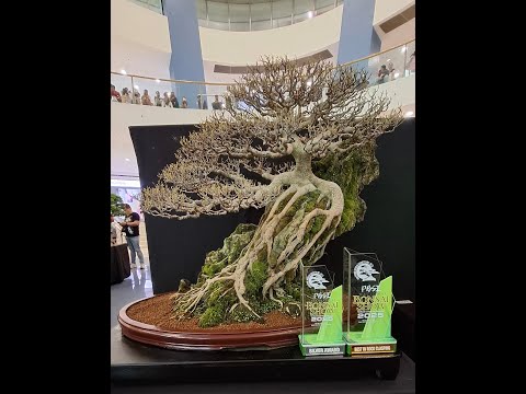 National Bonsai Show 2025 - Philippine Bonsai Society Inc.
