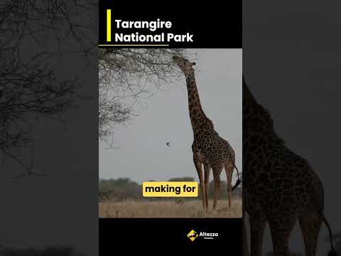 Tarangire National Park