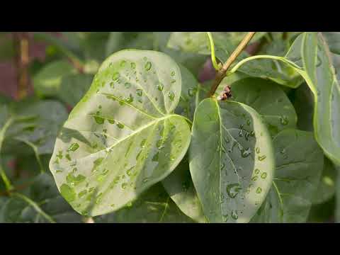 Syringa vulgaris - Common Lilac