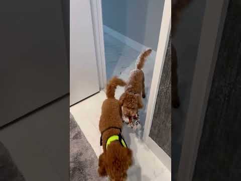 My Dogs Understand Spanish? #understand #hola #spanish #speaking
