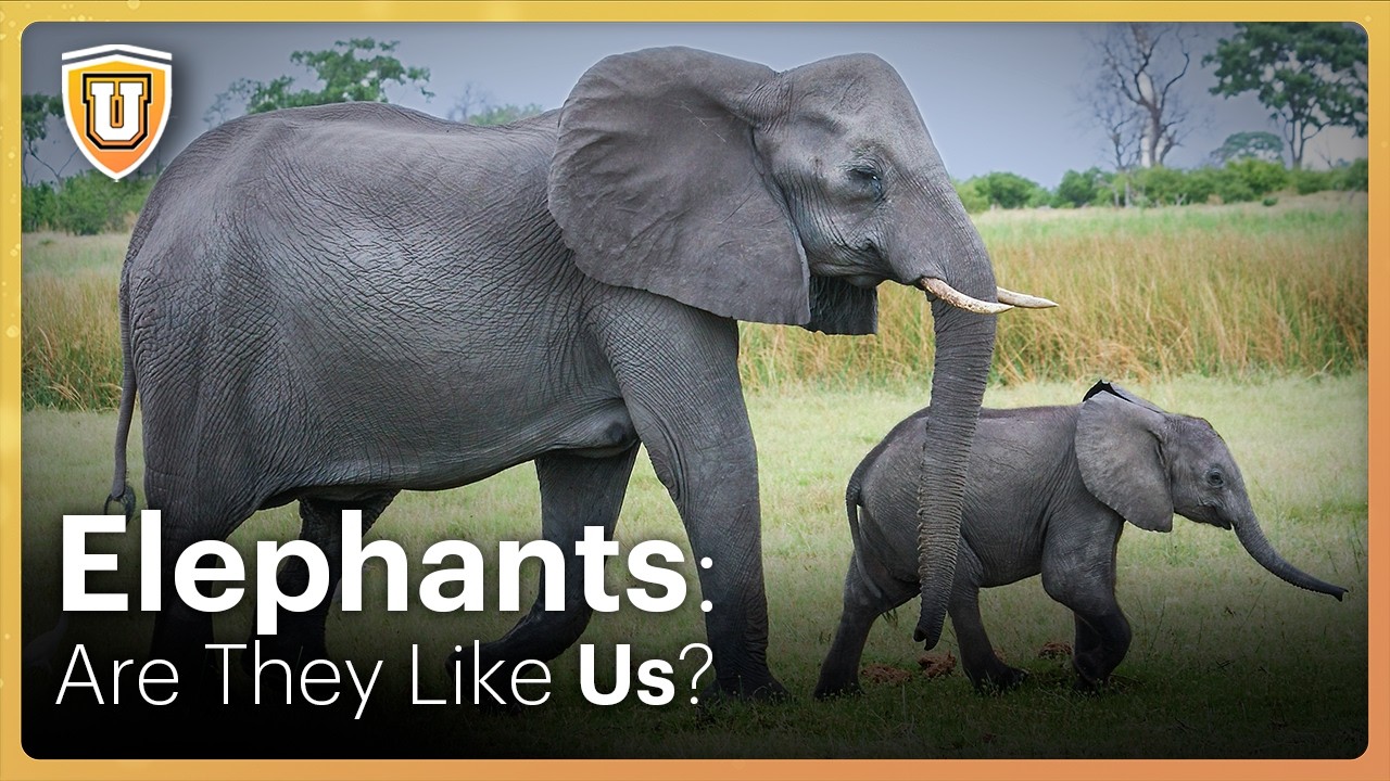 All About Elephants: Are They Just Like Us? | CuriosityU