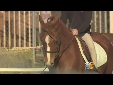 Horse Facility In Thousand Oaks Faces Closure Following Winter Storm Damage