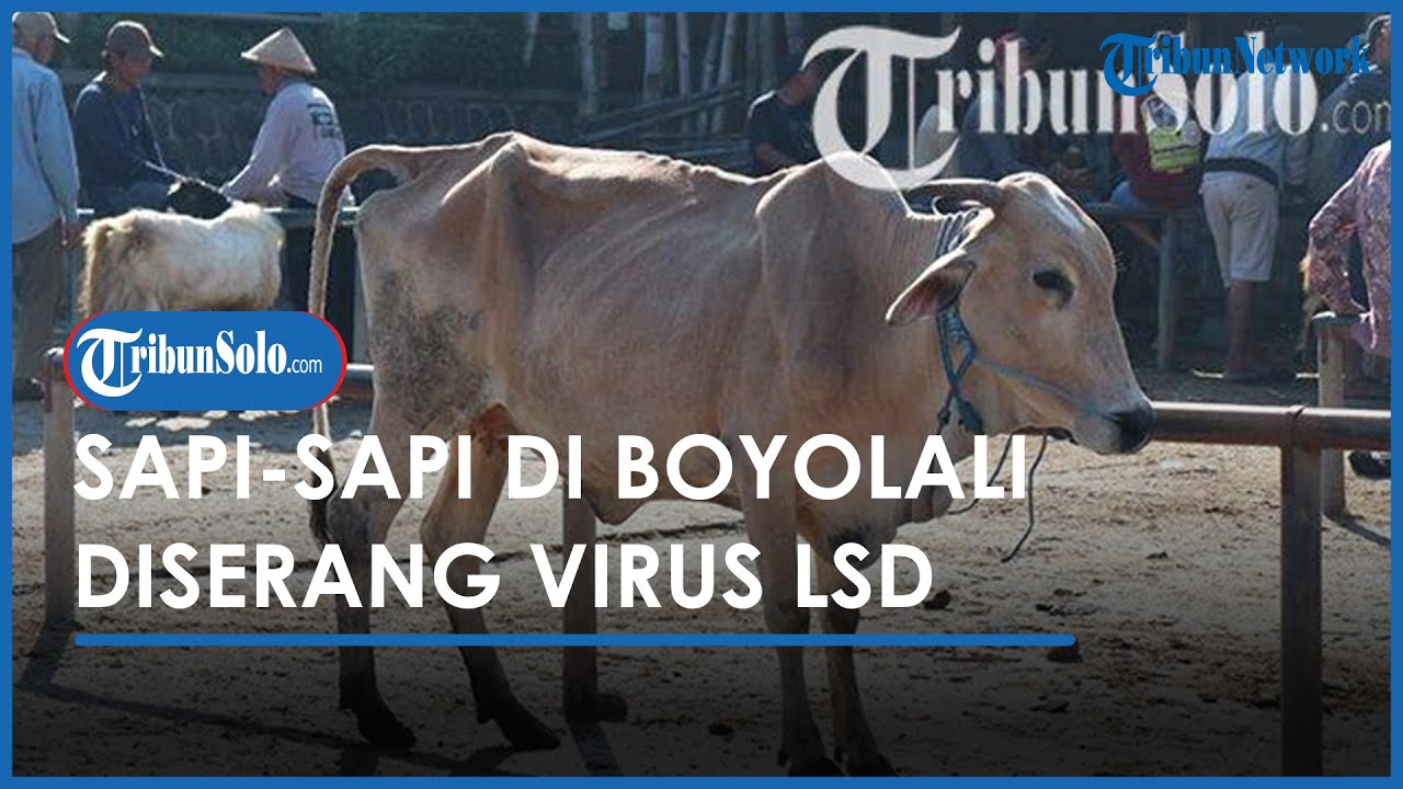 Sapi-sapi di Boyolali Diserang Virus LSD: Tampilannya Mengerikan ...