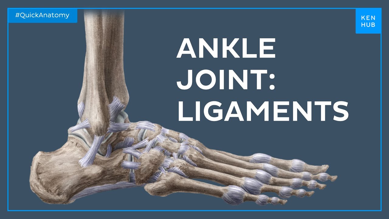 Ligaments of the ankle joint - Quick Anatomy | Kenhub