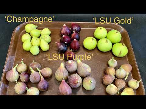LSU Figs video – Mountain Figs