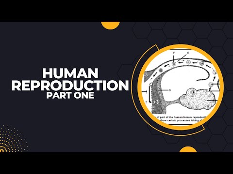 Grade 12 Life Sciences: Human Reproduction (part one)