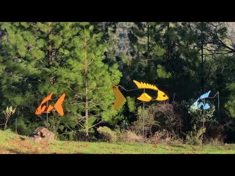 Fish Photos and Videos – Welcome to KineticFish.com