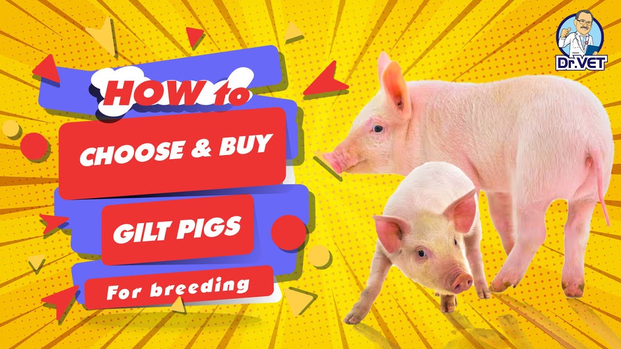 How to choose and buy gilt pigs for breeding | Dr.Vet