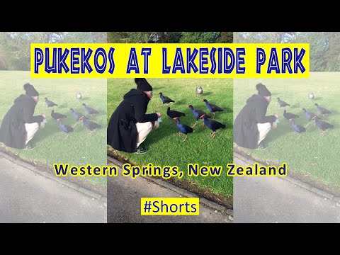 Pukekos at Lakeside Park | Western Springs, New Zealand | #Shorts