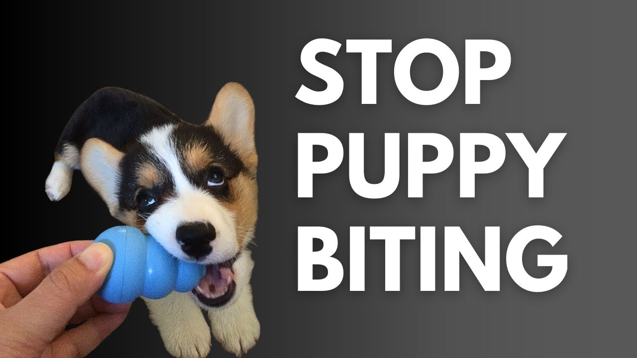 Corgi Training Guide: How to Stop Puppy Biting