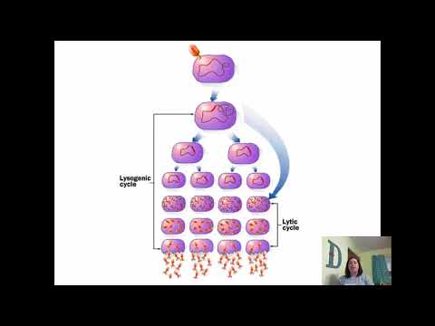 Chapter 13 Viruses