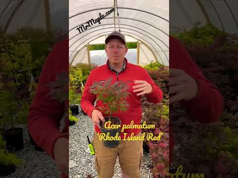 Dwarf Red Japanese Maples Are Amazing! #japanesemaple #mrmapleshow #bonsai Sub @MrMapleShow