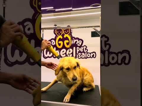 pet grooming service at your home anywhere in Abu Dhabi book now 0564036907 #abudhabi#petgrooming