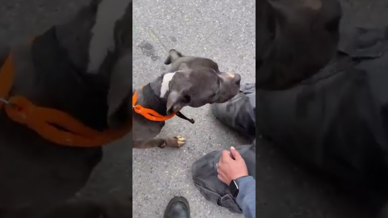 Dog saved by cops