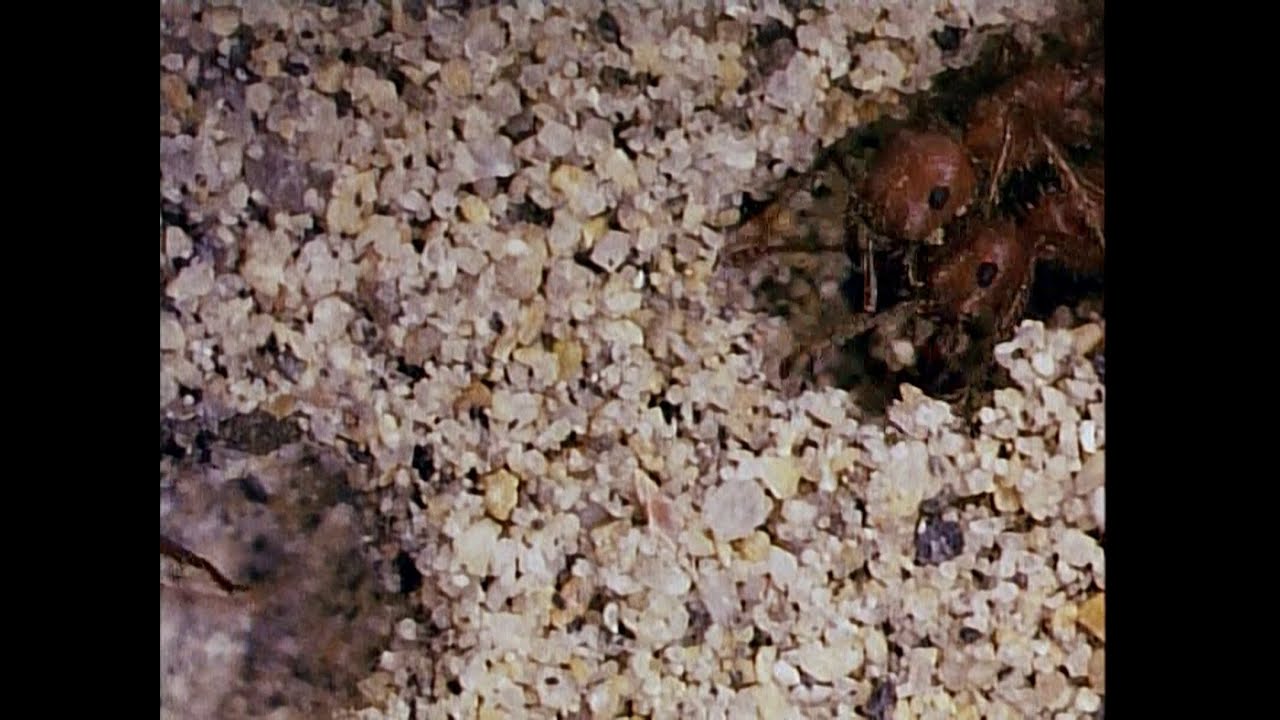 A Bug's Life: Research (1080p60)