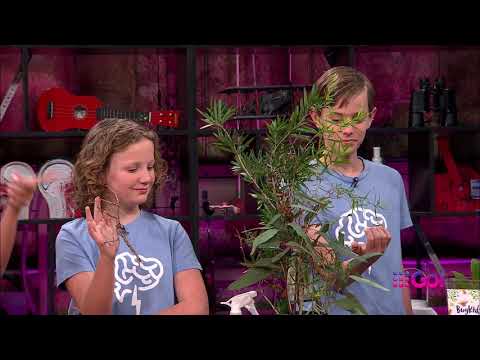 Bugkidz Brain Buzz
