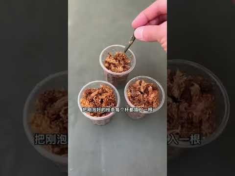 How amazing to grow orchids propagate plant fast and easy #4444