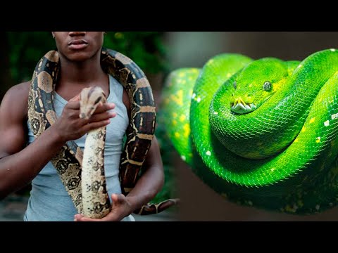 10 SNAKES You Can Have As A PET π