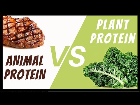 Protein Quality | Animal v. Plant, PDCAAS, DIAAS