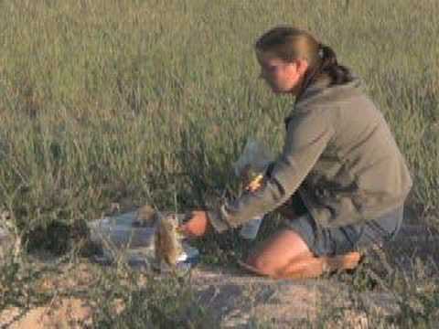Meerkats of the Kalahari