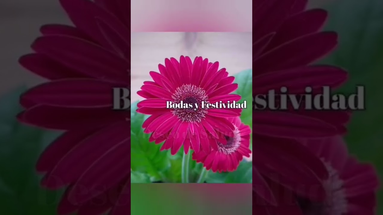 significado de las gerberas🌹#flores #flor #significadodelasflores