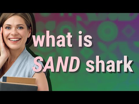 Sand shark | meaning of Sand shark