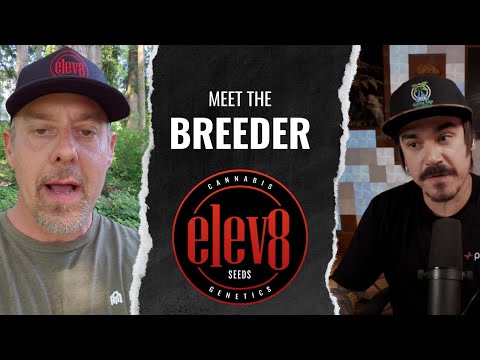 Breeding with "Elite Clones" and "Flavour Chasing" with Elev8 Seeds