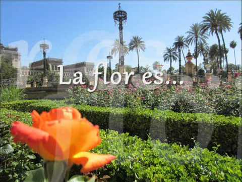 Spanish Colors Practice: Los colores de España: Las flores