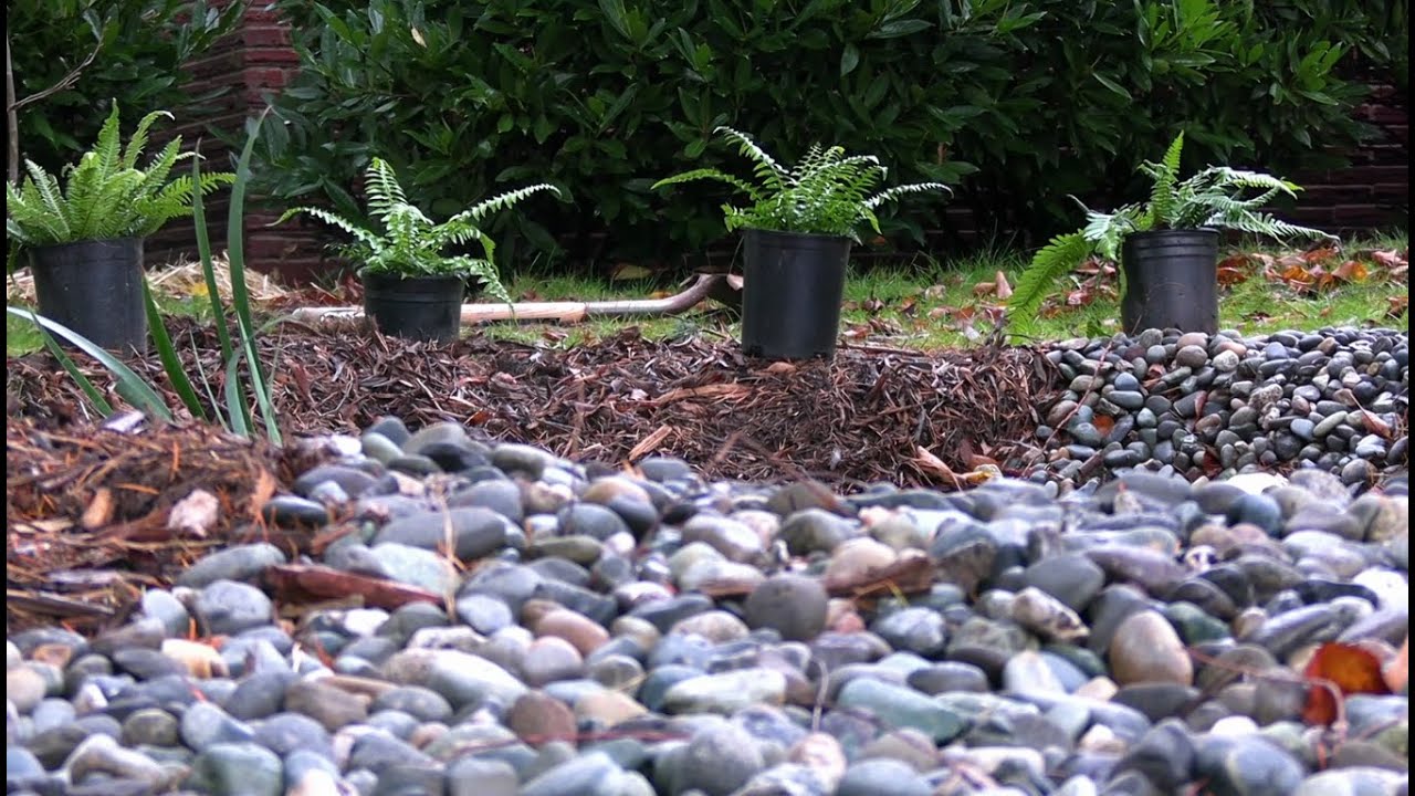Ferndale Community Rain Garden
