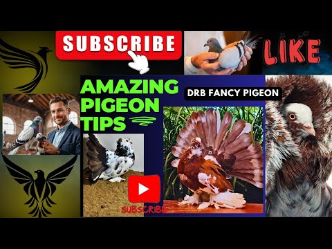 Amazing Most Beautiful Breeding Fancy Pigeon | pigeon farm | fancy pigeon loft | fancy pigeon fair