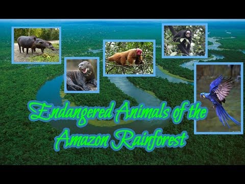 Amazon Rainforest endangered animals